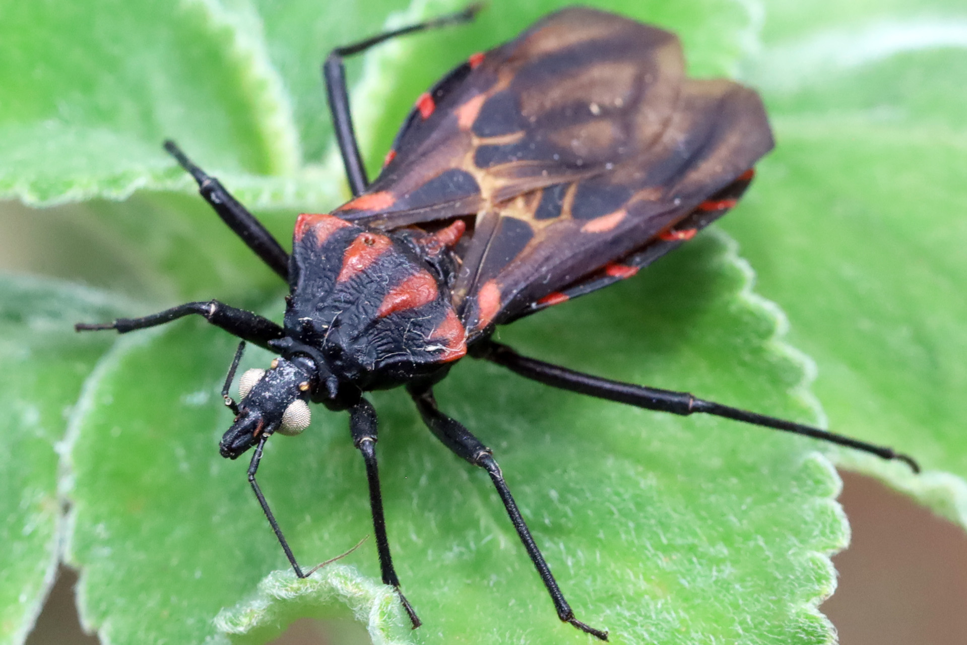 Doença de Chagas: Vigilância Ambiental do DF orienta sobre o que fazer ...